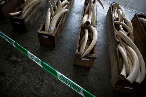 Ivory Trade Is Out of Control, Thanks to Soaring Chinese Demand | TIME.com