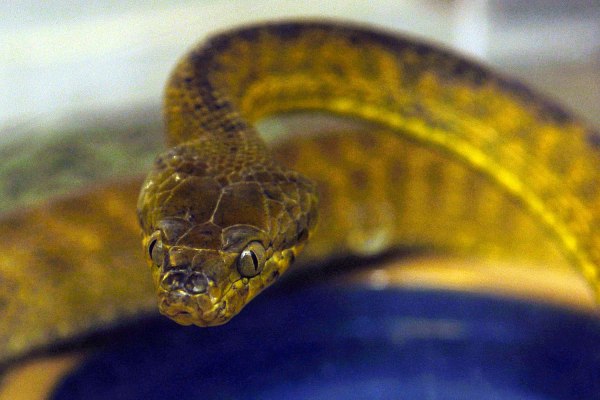 Guam Snake Infestation: Rodent Bait Used | TIME.com